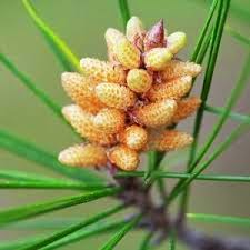 El blog de Pacocinillas: Las flores de pino en la cocina