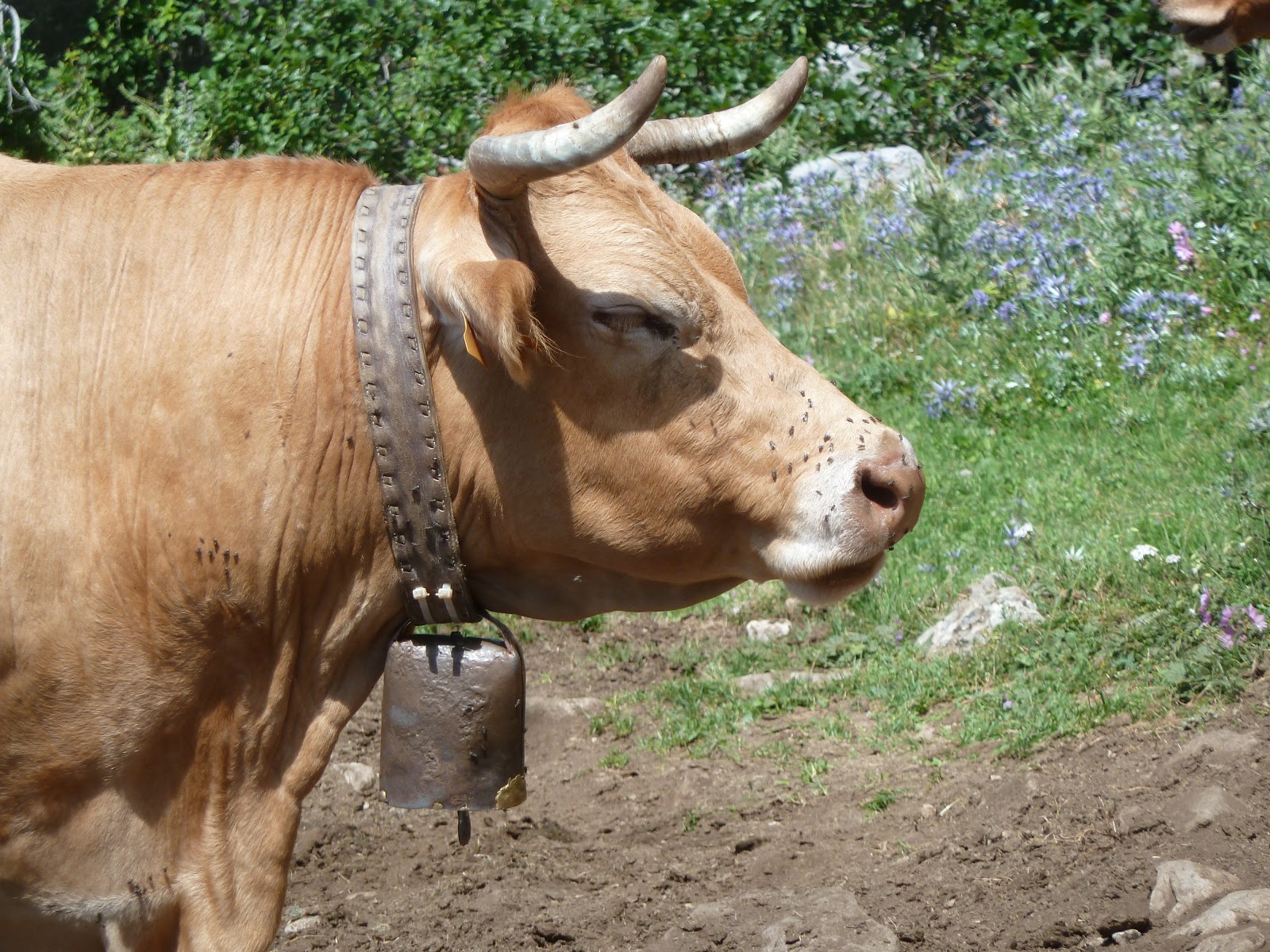 La Loc@: Campanas y Cencerros. Julio-Agosto-Octubre 2014 + Jullio 2015