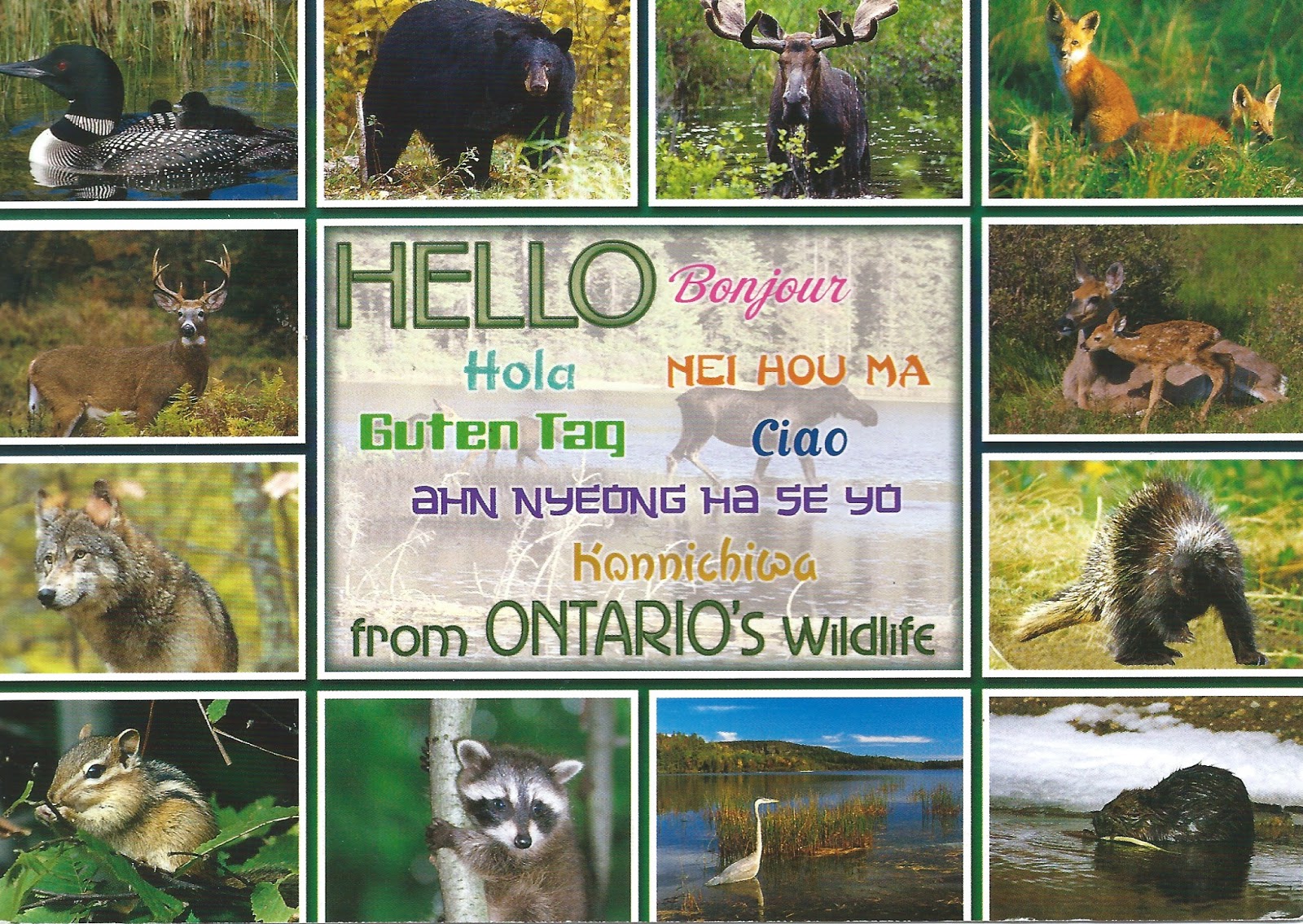 MY POSTCARD-PAGE: CANADA ~Hello from Ontario's Wildlife
