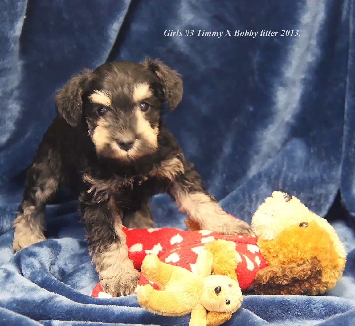 Miniature Schnauzers etc.: Bobby's litter, almost 6 weeks old!