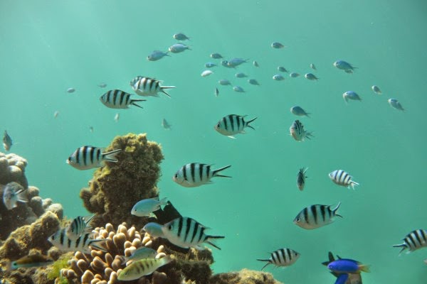 Big Caravan Adventures: Whalesharks at Exmouth