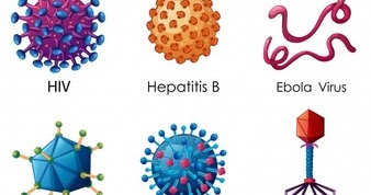 Pengertian, Peranan, Struktur dan Reproduksi Virus | Kotak Putih Kata