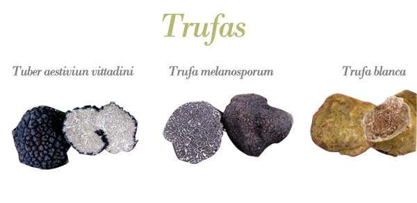 Hongos: Trufas (2)