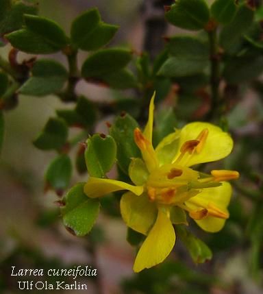 Argentina nativa: Jarilla macho (Larrea cuneifolia)