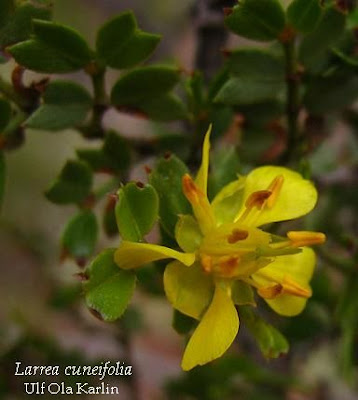 Argentina nativa: Jarilla macho (Larrea cuneifolia)
