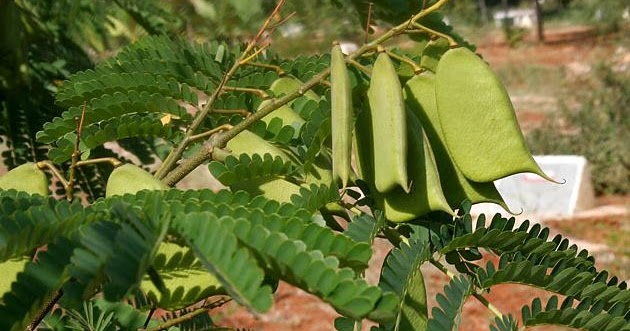 Khasiat Kayu Secang ~ Jagad Jawa