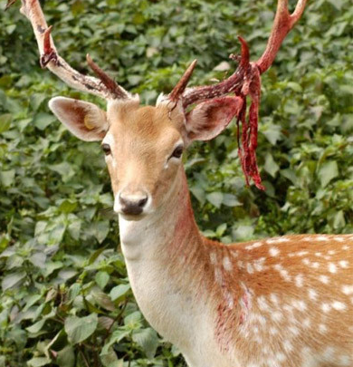 La Huella Curiosa: Cuernos y astas, ¿son lo mismo?