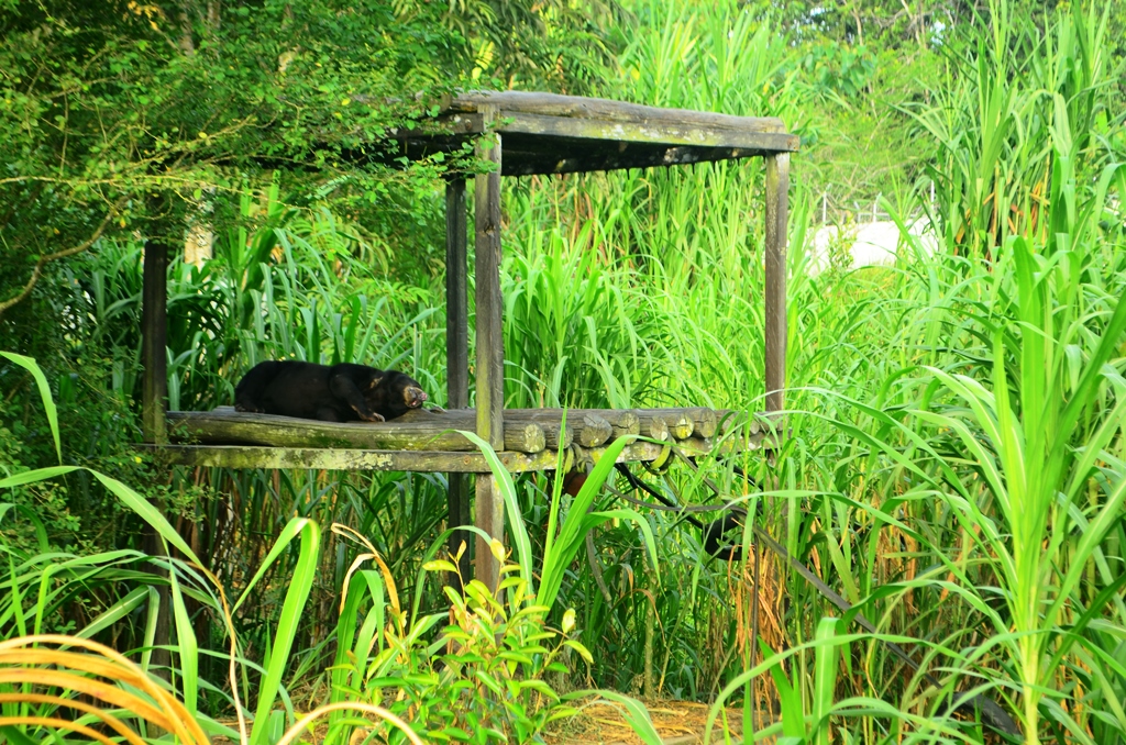 Frisca's Uniquely World: Borneo Orangutan Survival Foundation (BOSF ...