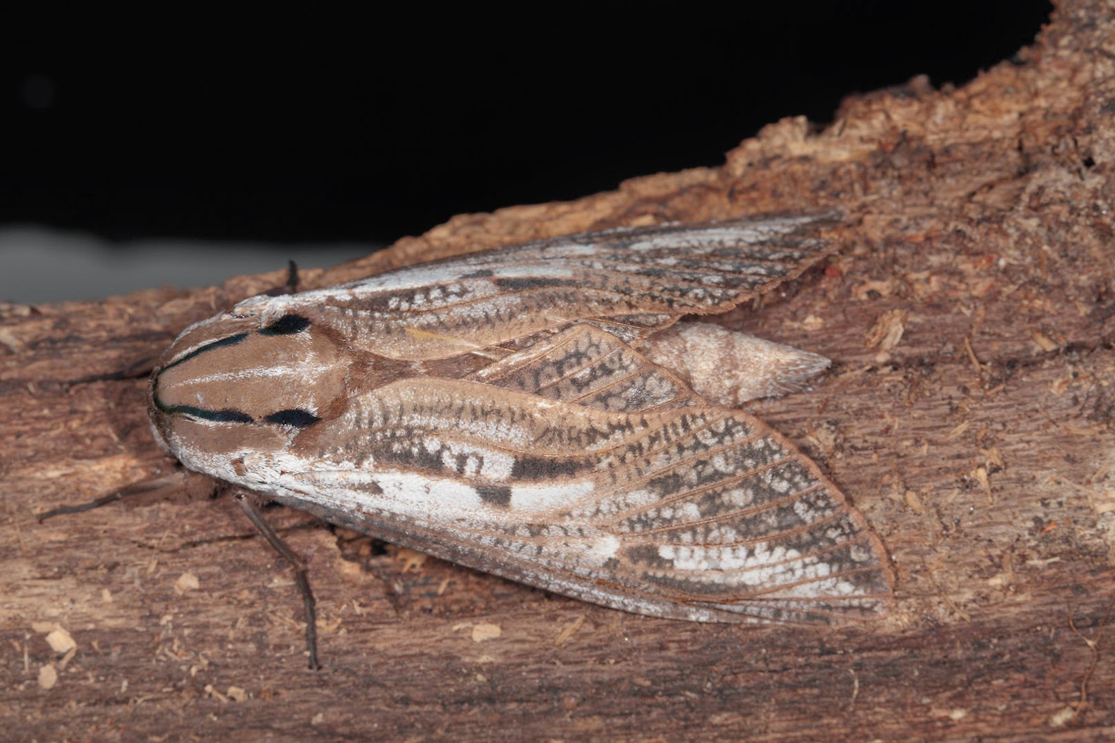 BunyipCo: National Moth Weeks Approaches