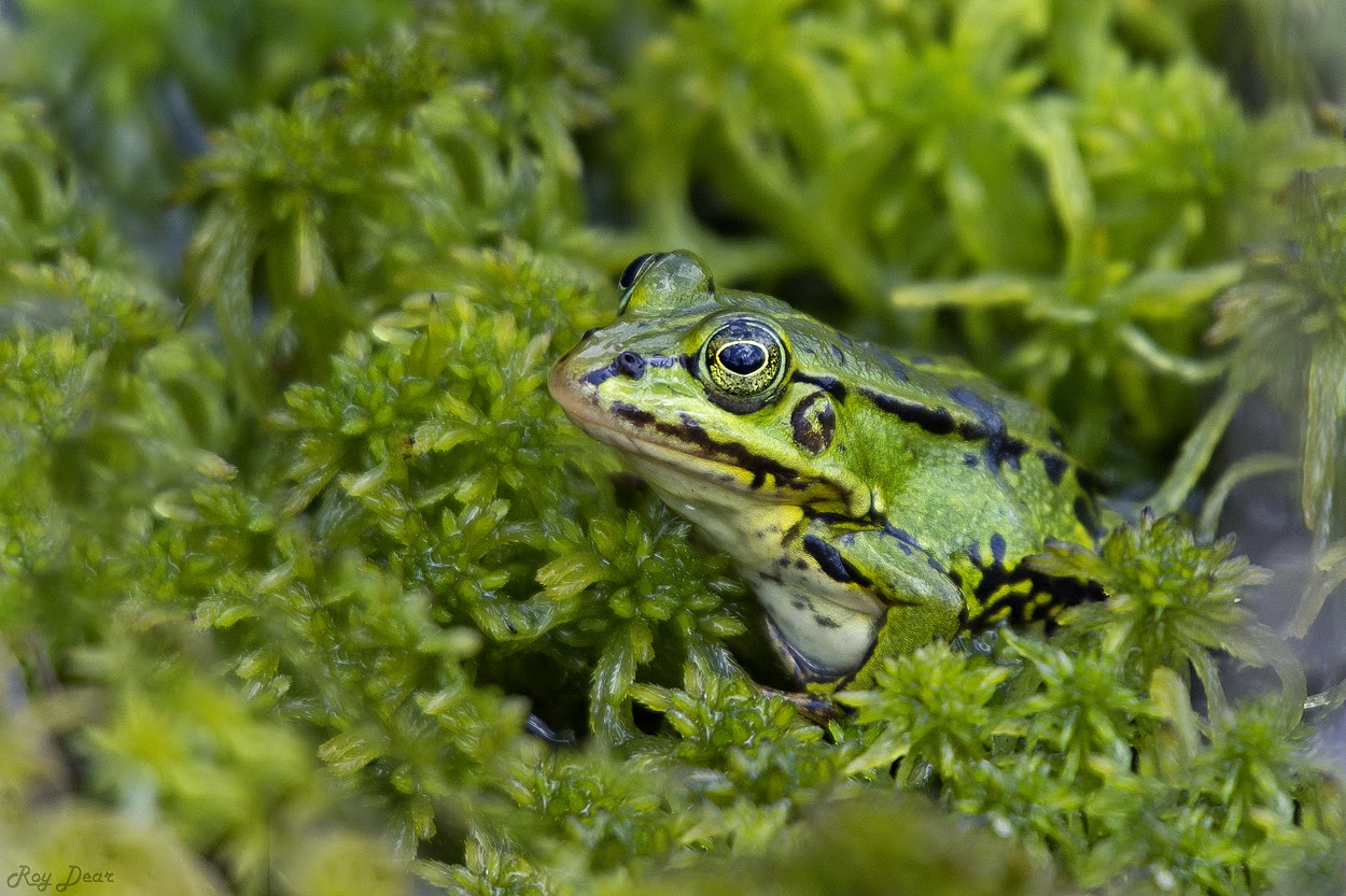 Foto's: Groene kikker