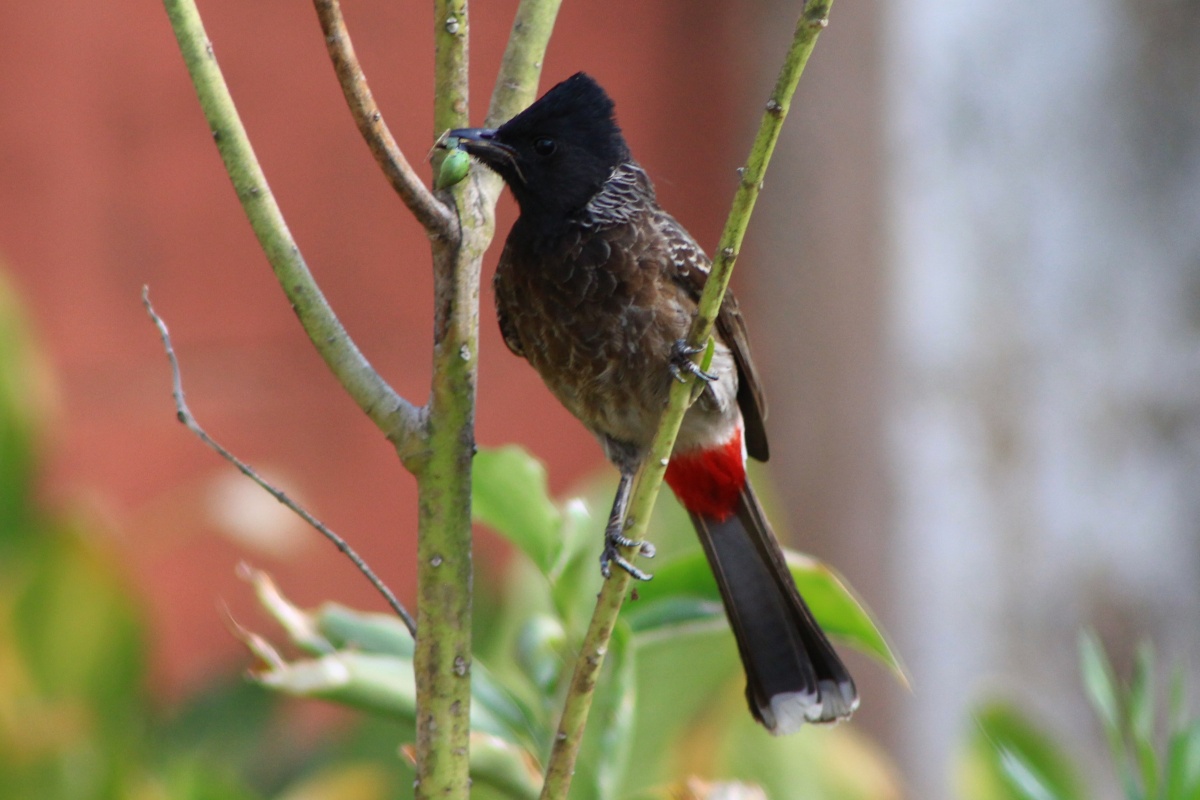 Life at Dharwad: Bulbul