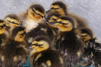 Chirp & Chatter: Nature & Nesting Ducks Know Best