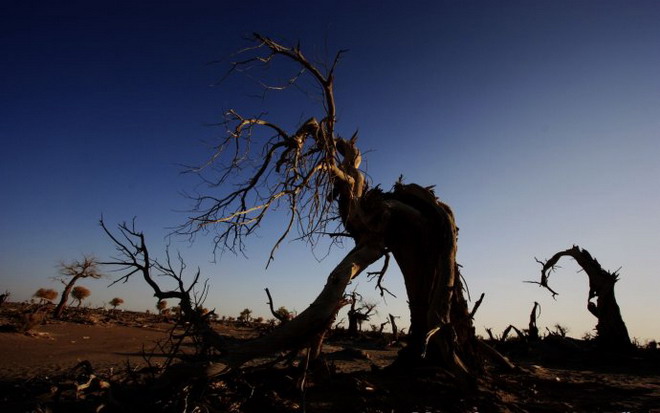 Ejin Banner Strange Forest | China Tours Online Blog