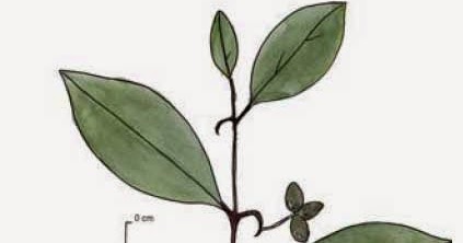 Artabotrys suaveolens (Pharmaceutical interest and Uses)