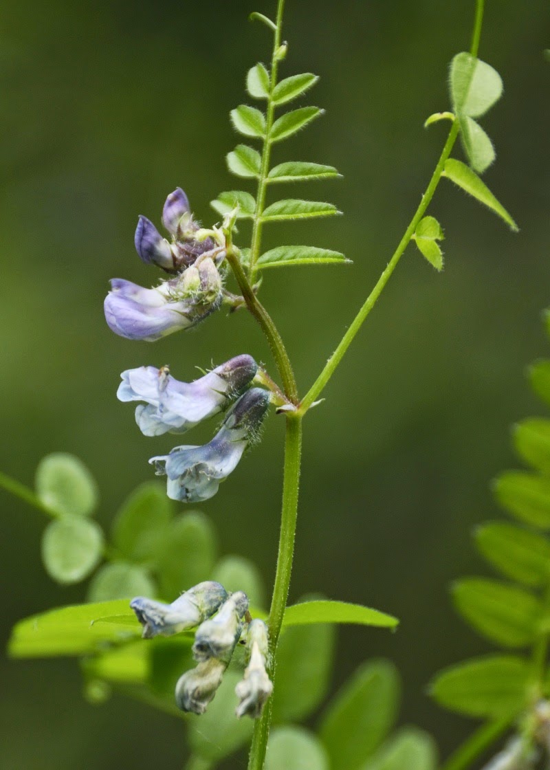 solitary dog sculptor: Botany - Botanica: Vicia - sp. Various - sp ...