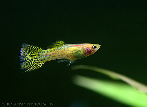 Guppy Classifications Based on Tail Pattern | All About Guppy