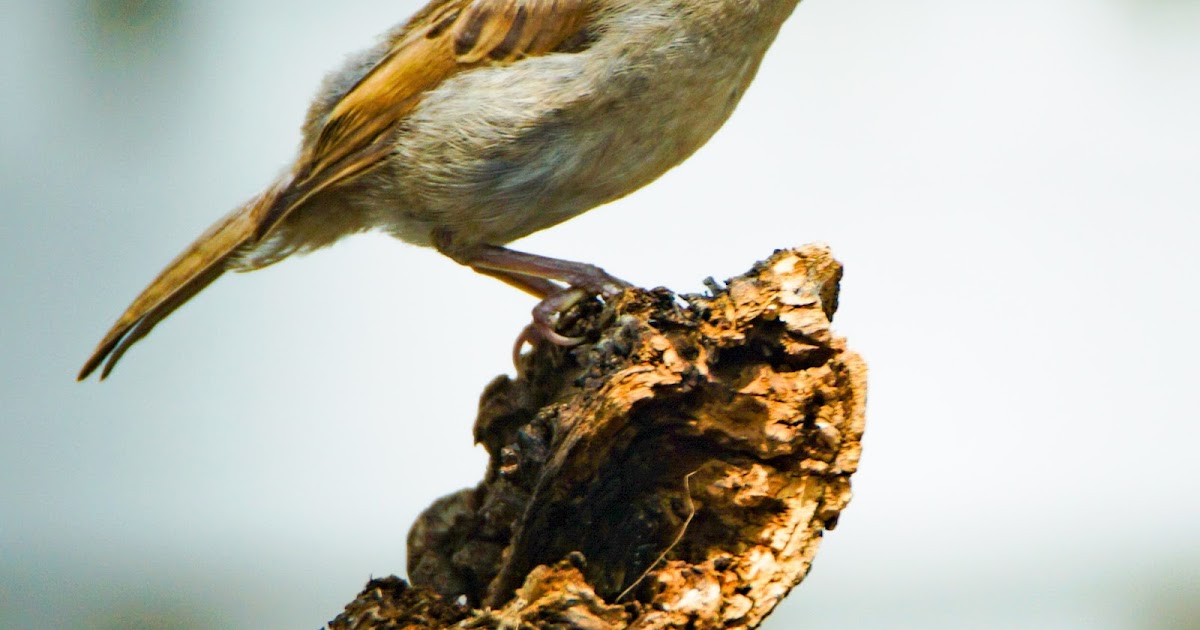 Reviewing Tips on Backyard Perch for Bird Photography