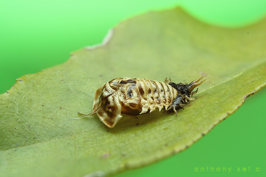 Animalia Photography: White Tortoise Beetle - Silana farinosa
