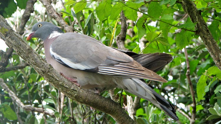 Emidio Civitillo - Cusano Mutri (BN): IL FASCINO DELLA NATURA - IL ...
