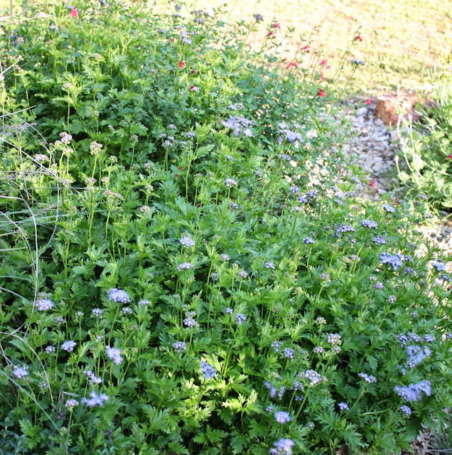 Rock-Oak-Deer: Wildflower Wednesday October 2013: Texas Native Plant Week