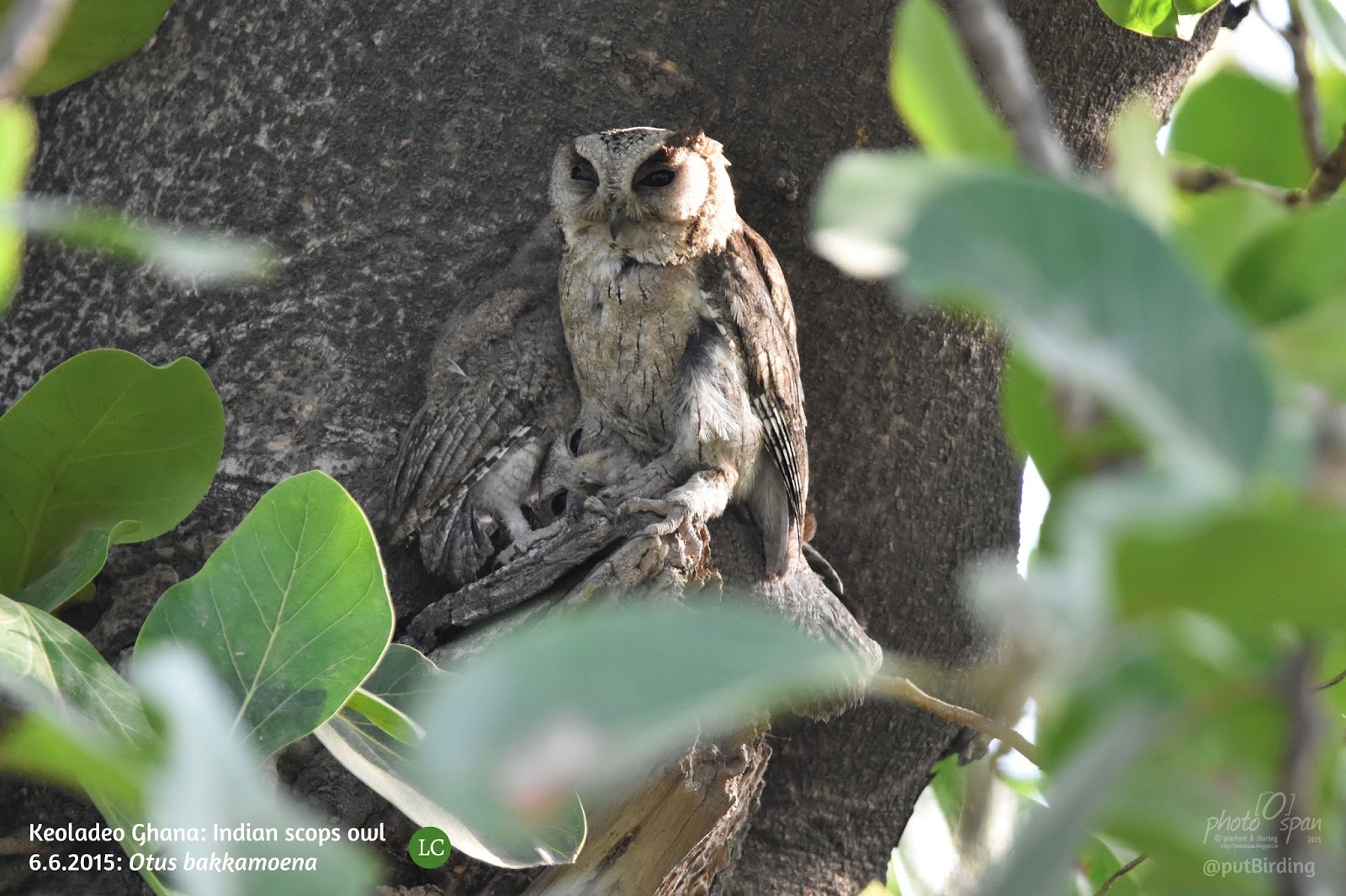 Indian scops owl: Otus bakkamoena | Photo Span