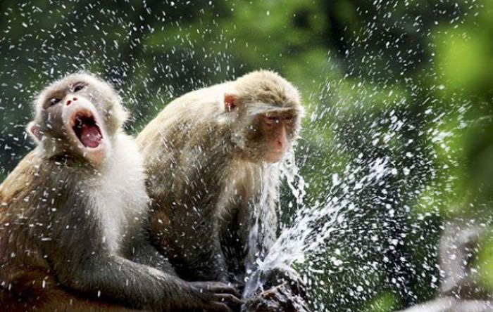 Five Monkey Experiments ~ Secret of Achievers