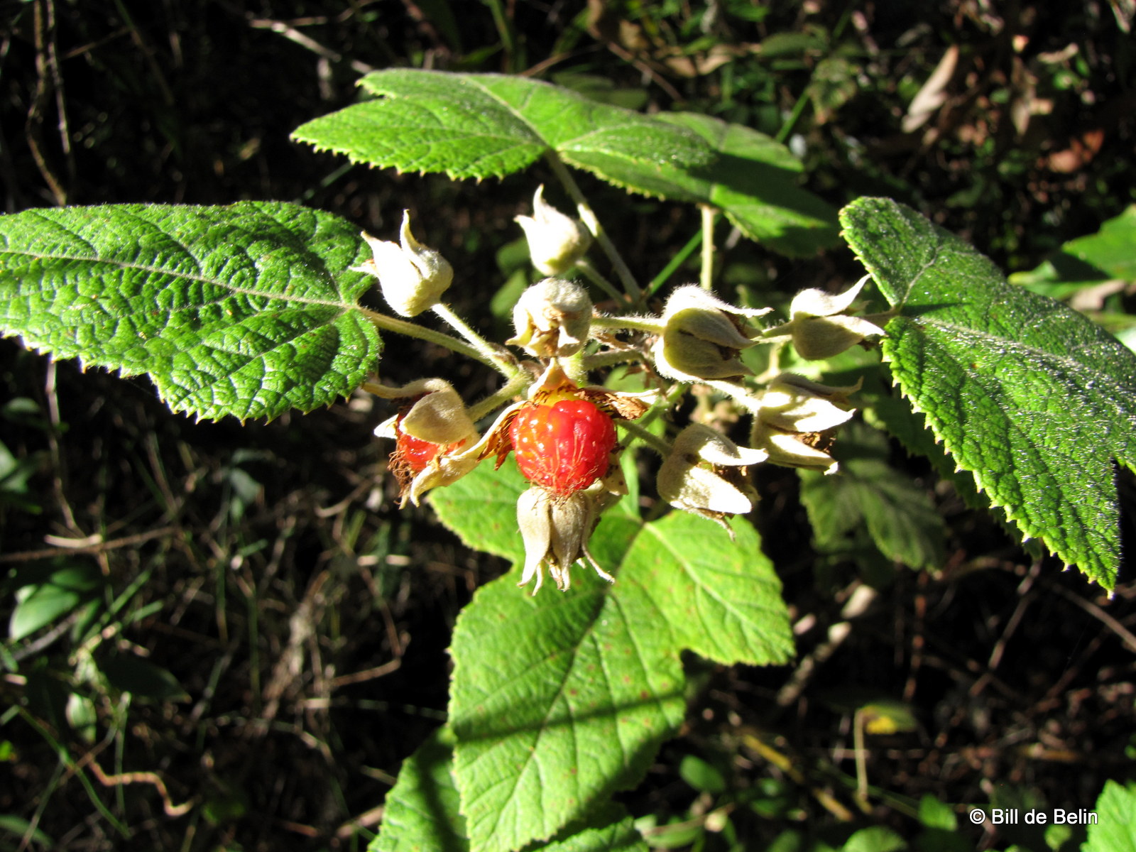 Sydney's Wildflowers and Native Plants: Rubus moluccanus var. trilobus ...