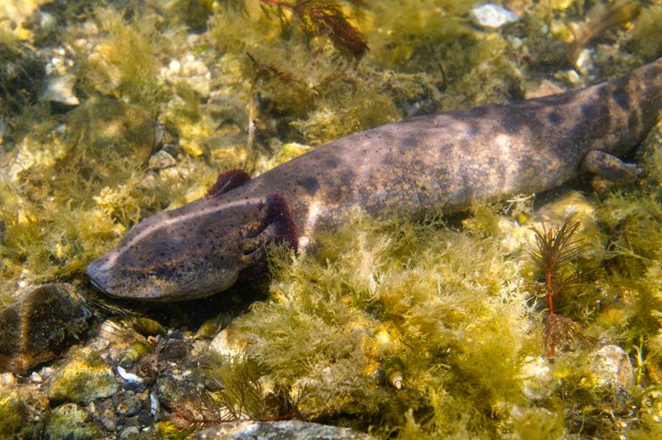 Herpedex: All the Herps I Have Seen In The Wild: Mudpuppies of Cook ...