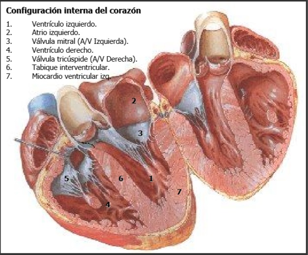 Todo sobre enfermería y medicina: Constitución anatómica del corazón