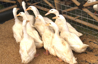 apa itu itik pmp Peking Mojokerto putih - Elinotes review