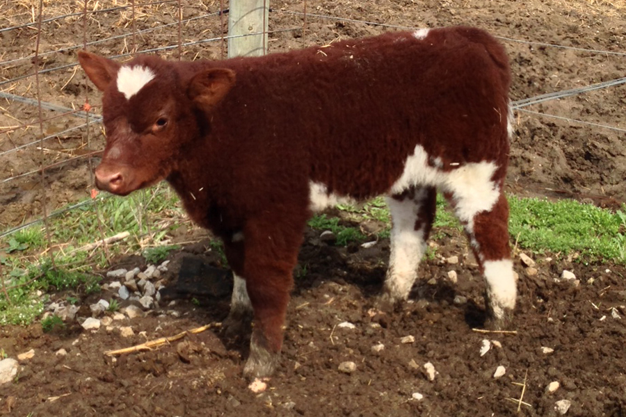 Lautner Farms: HEAT WAVE X MEYER BULL - DON SCHIFER, OHIO