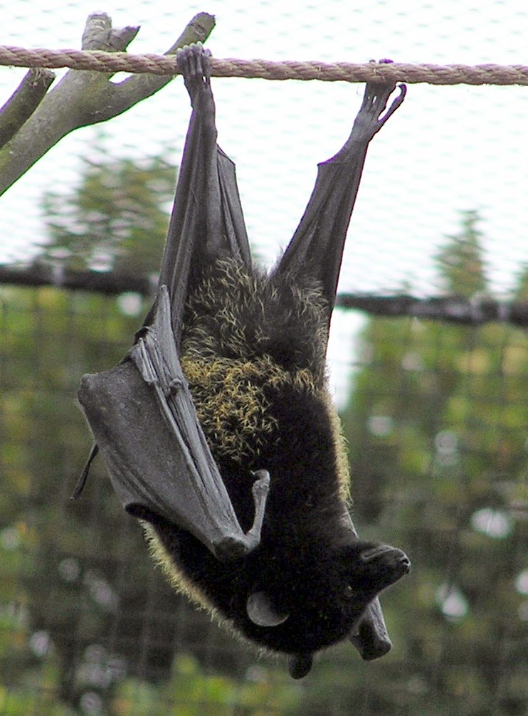 Species of UK: Week 59: Pipistrelle bats ('Pipistrellus')