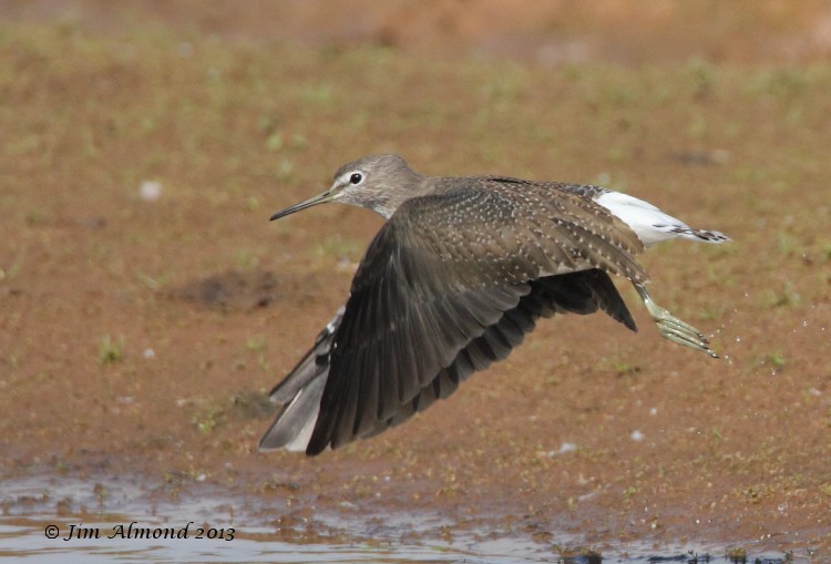 Shropshire Birder: Venus Pool - Green sandpiper action