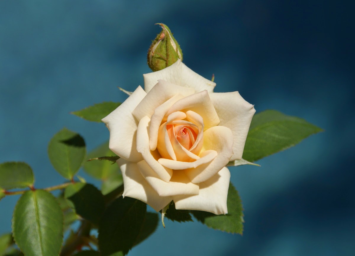 Organic Garden Dreams: July Roses