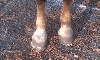 Shadowlake Farm: Mule Hooves Versus Horse Hooves