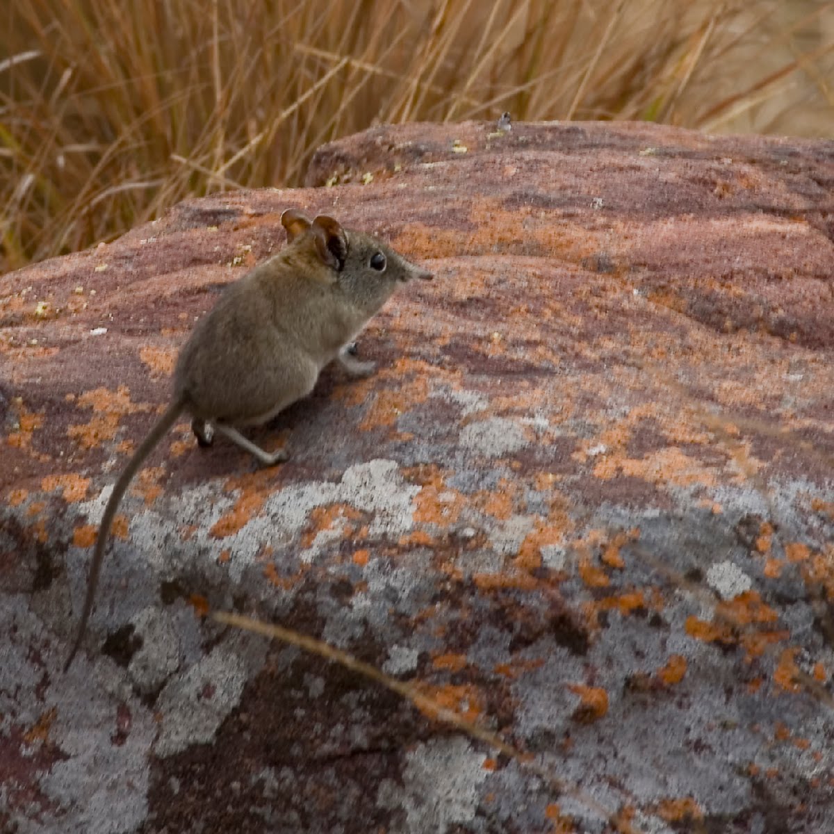 SIDECAR: The Short-Snouted Elephant Shrew