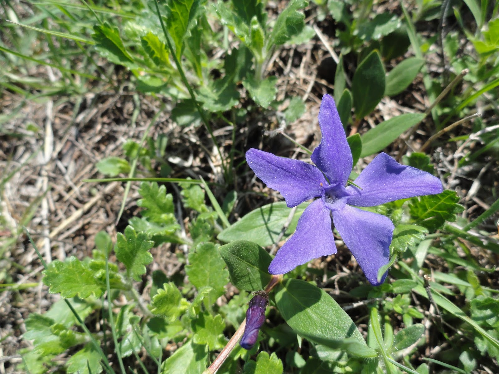 Frumusetile naturii: Saschiu (Vinca herbacea)