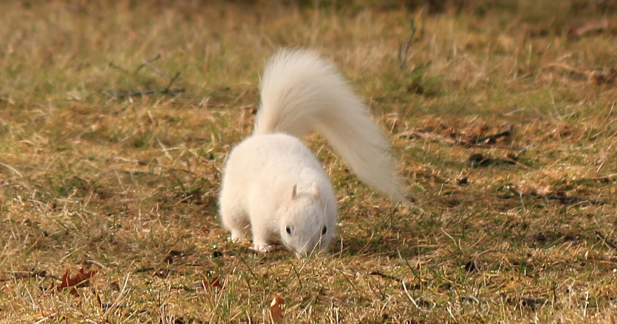 Denae Amber Photography's blog: White Squirrel