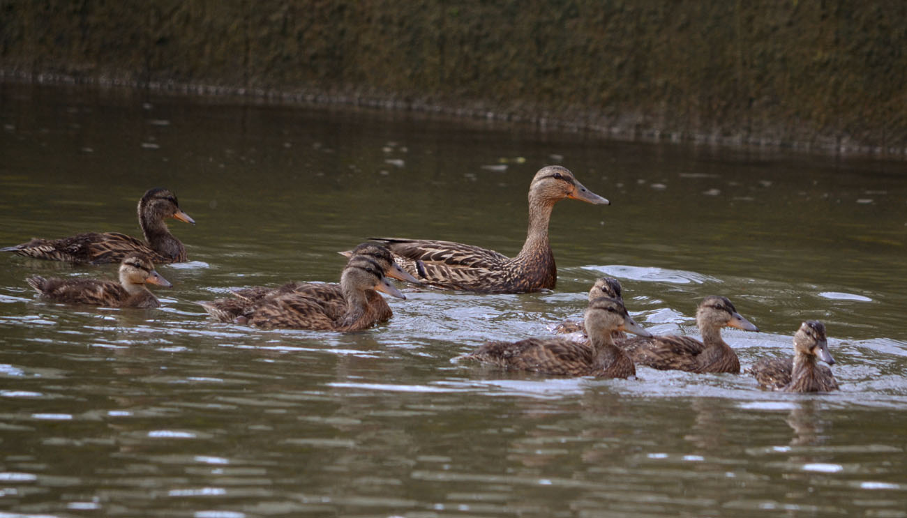 Woods Walks and Wildlife: Monarch on the Sand, Punky Cedar Waxwing, and ...