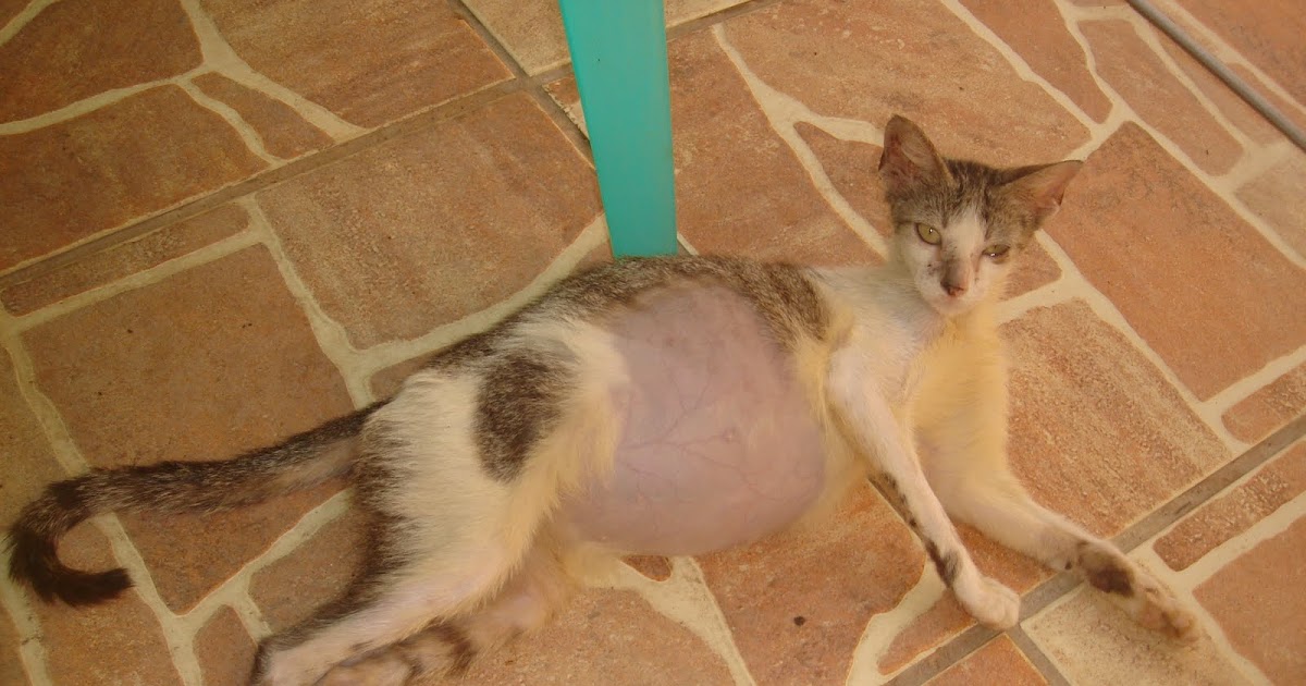 Medicina Felina: Abordagem Diagnóstica para Ascite