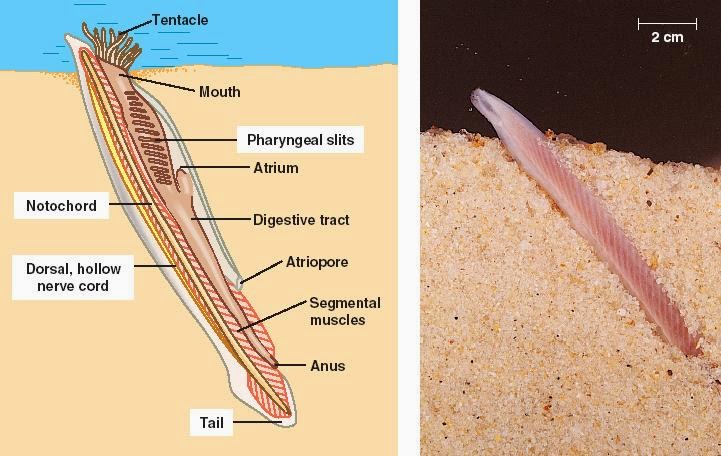 WARTA BIOLOGI: FILUM CHORDATA