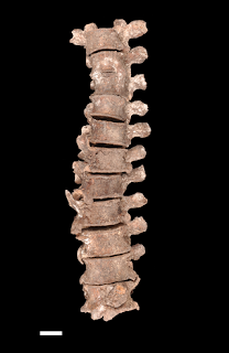 TYWKIWDBI ("Tai-Wiki-Widbee"): A followup on the death and exhumation ...