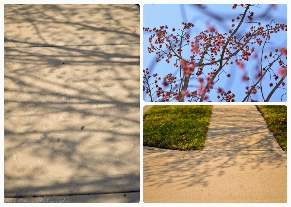 Leaf Dance Photography: Flowers of Spring // In Morning light