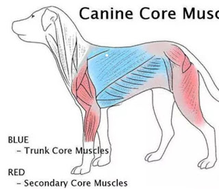 O core do cão o que é, para que serve e como fazer - PetEscadas