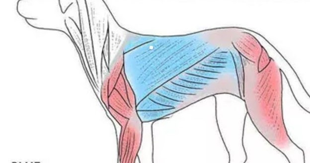 O core do cão o que é, para que serve e como fazer - PetEscadas