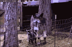 Funny animal gifs - part 70 (10 gifs) | Amazing Creatures