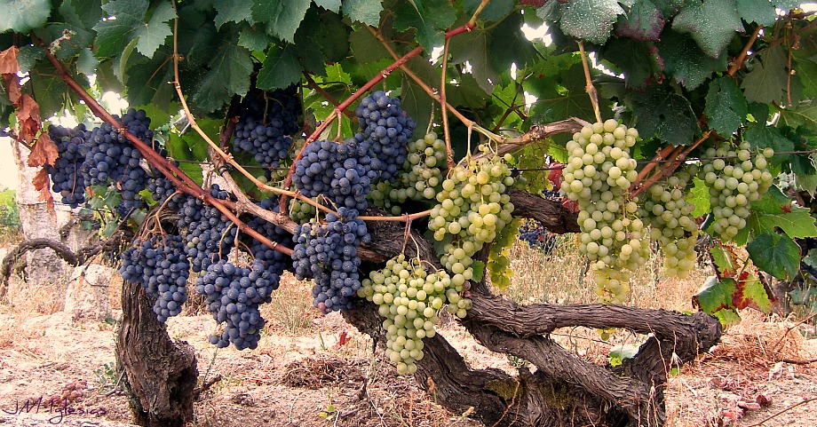 jmir: Beade y el vino del Ribeiro