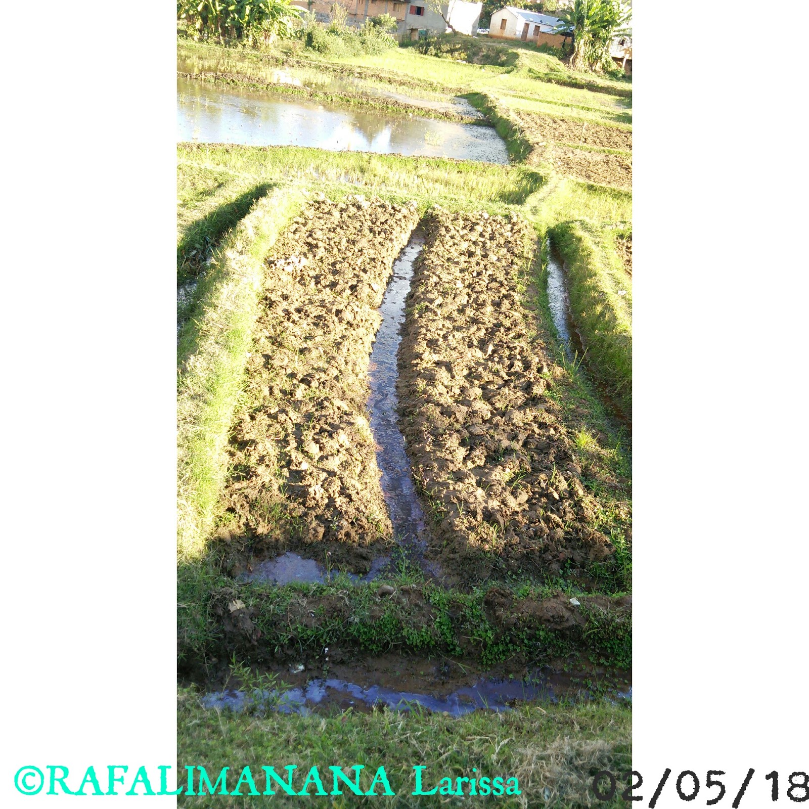 LA RIZICULTURE A MADAGASCAR