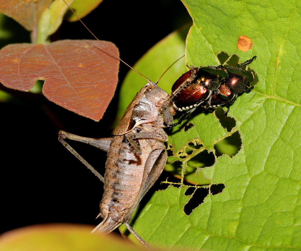 Listening in Nature: The Predatory Katydid