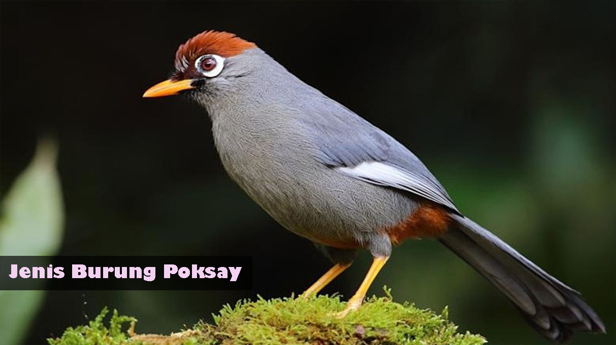 Mengenal Jenis Burung Poksai - Info Hewan
